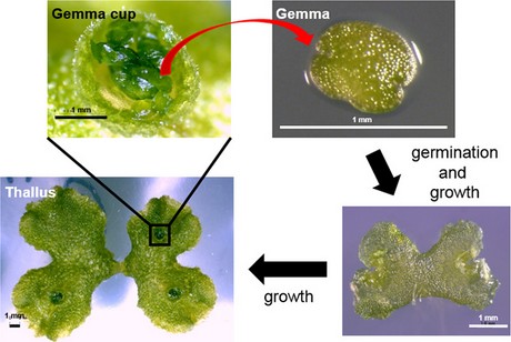 How plants reproduce through cloning