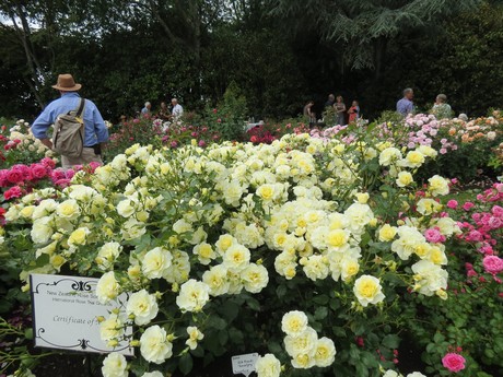 New Zealand's top roses revealed