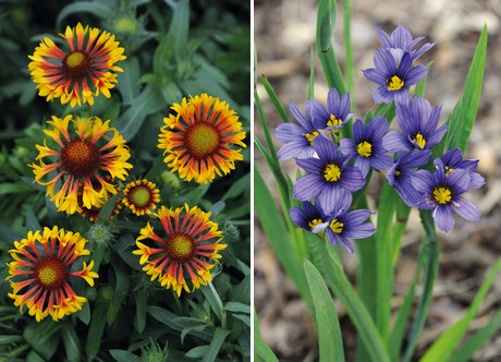 Jelitto presents 2020 range