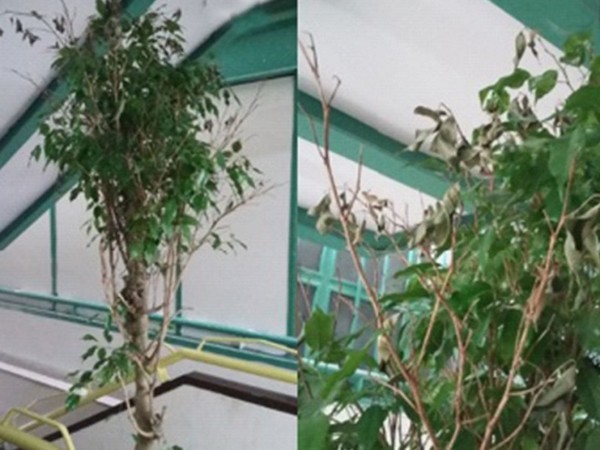 Diaporthe foeniculina causing yellowing and dieback on Ficus benjamina