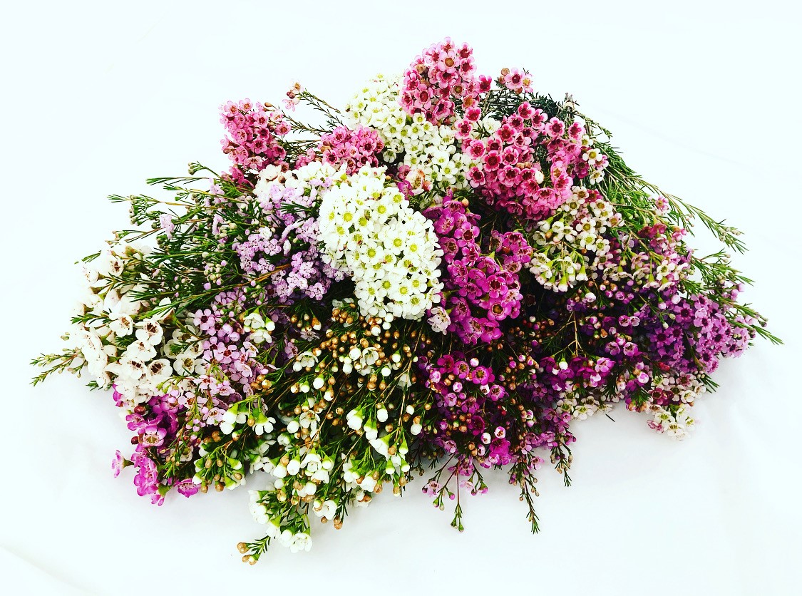 Waxflower worldwide: An insight into the past, present and future