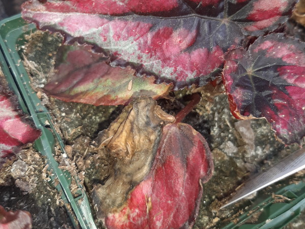 US (MA): Weather and botrytis in the greenhouse