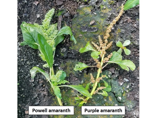 US (MI): Be on the lookout for a new pigweed species, purple amaranth