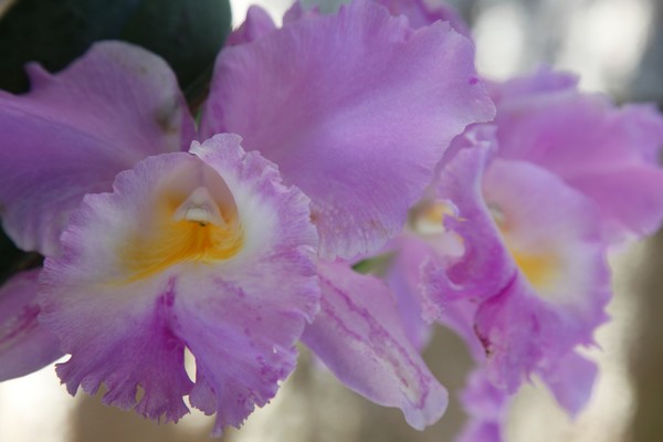 Diagnosing orchid viruses: Identifying the suspects, protecting your ...