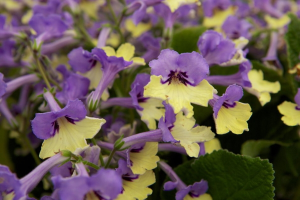 RHS Chelsea Plant of the Decade revealed