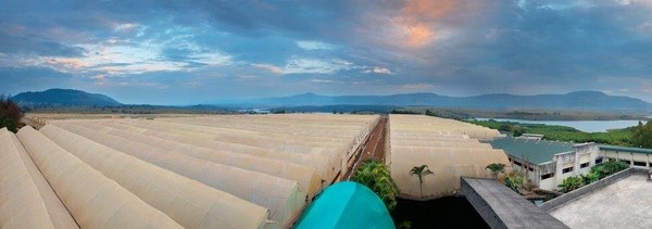 "Artificial flowers taking away share of real flowers"