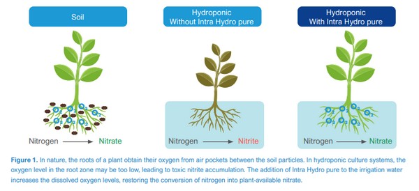 The importance of continuous high dissolved oxygen levels in irrigation ...