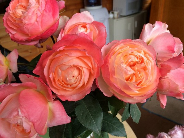 An international blend: garden roses from all over the world