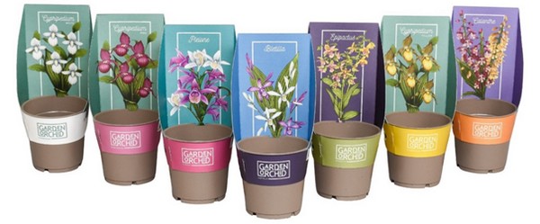 "Hardy garden orchids of better quality in new and more sustainable ...