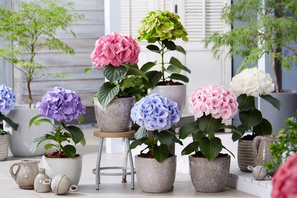 New concept: Hydrangea on a stem