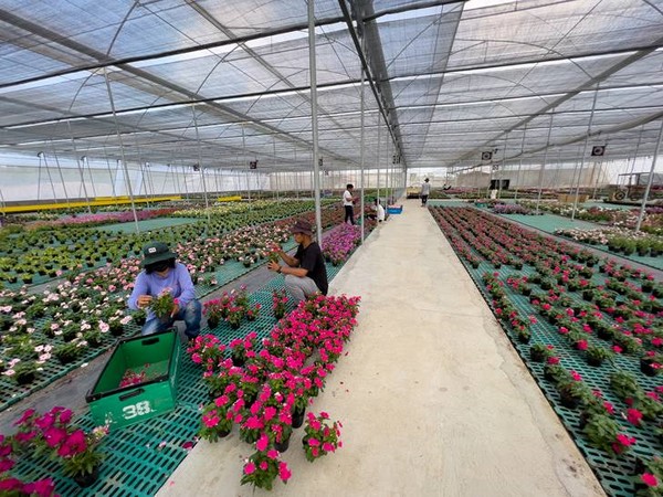 “The ornamentals industry in the Philippines is flourishing"