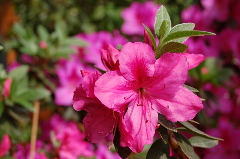 Azaleas explode into color for Masters Tournament