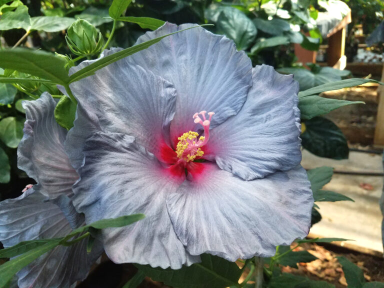 Blue And White Hibiscus Flower