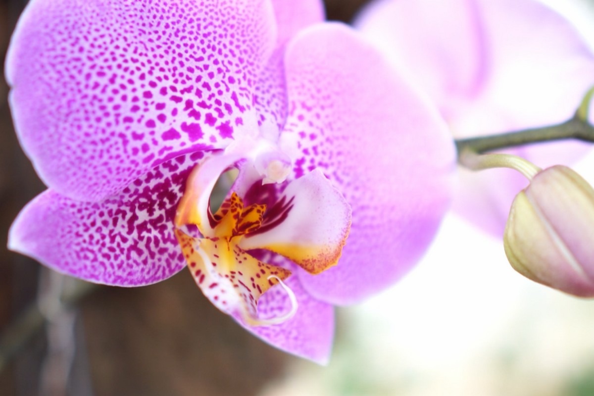 US: Color Orchids acquires Floricultura Pacific