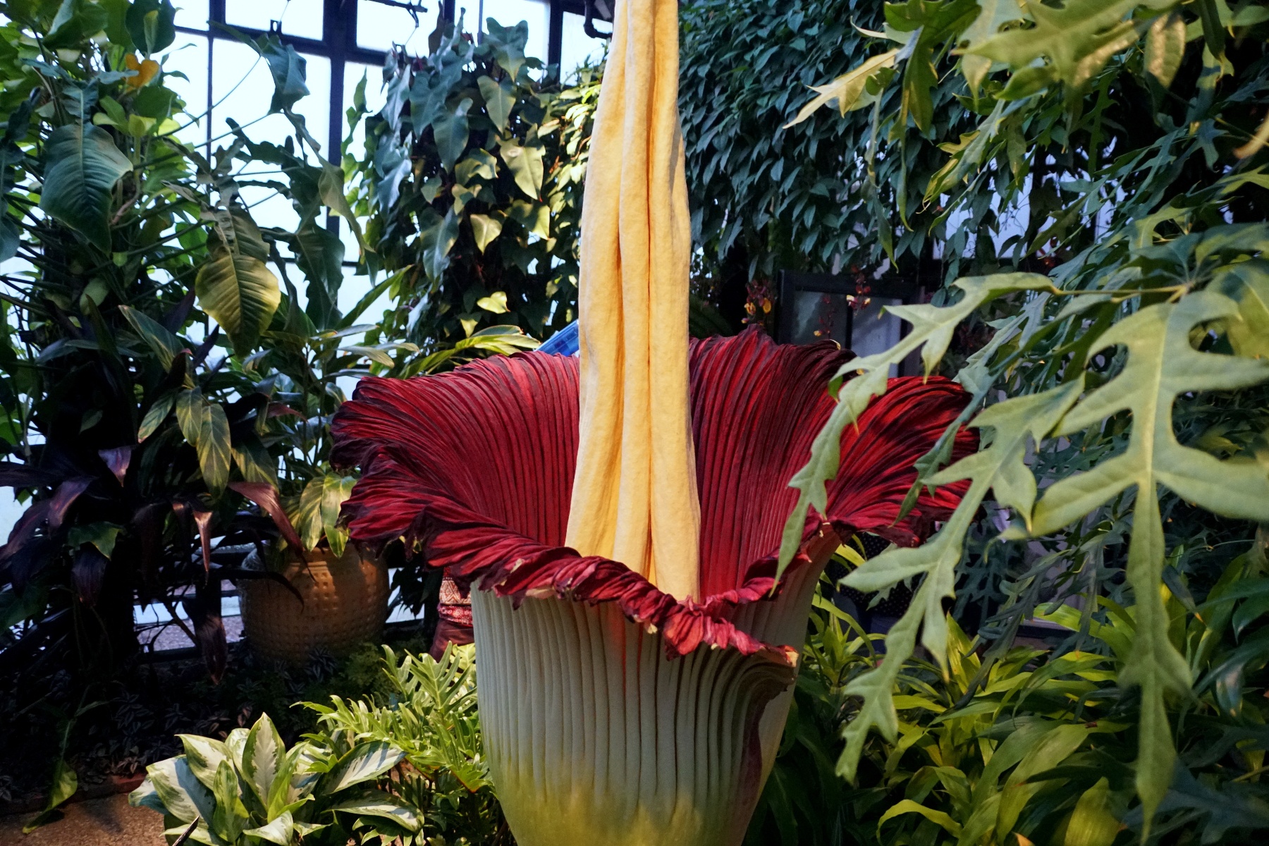 Indonesian university cultivates corpse flower for research