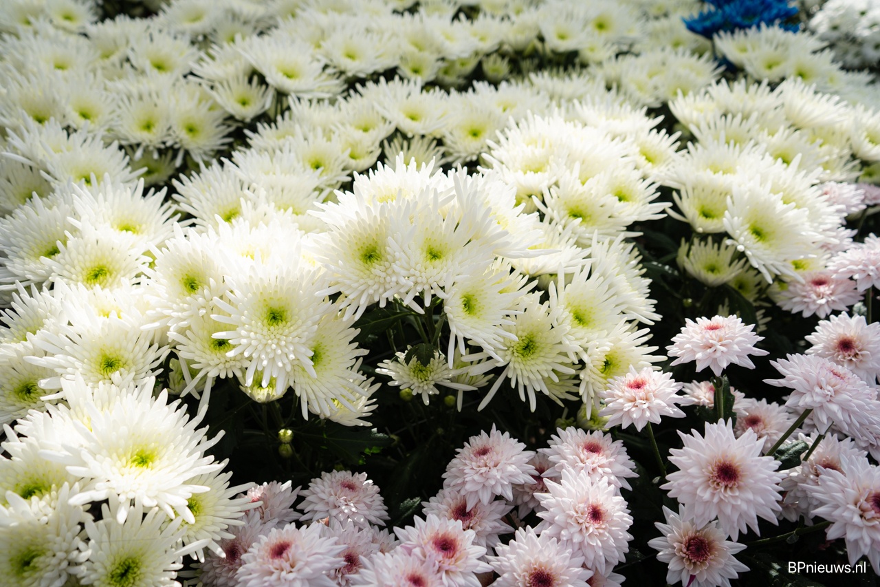Examining the morphological diversity of chrysanthemum seeds in open ...