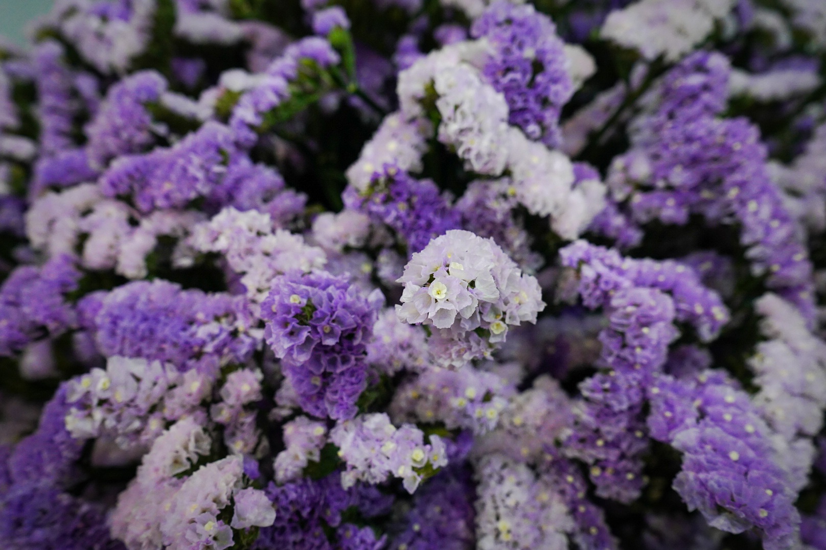 Indonesia pushes native plant research to boost floriculture