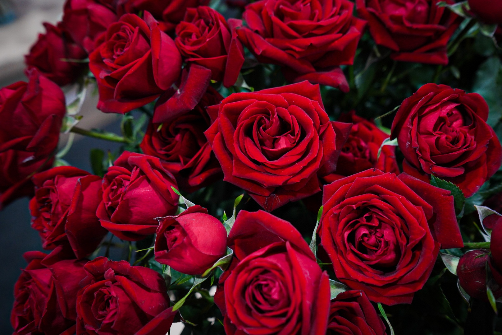 India’s rose boom tests export ambitions as trade deals multiply