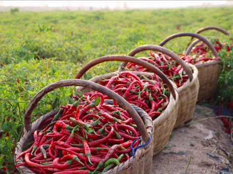 "Great divergence in product varieties and production areas in the ...