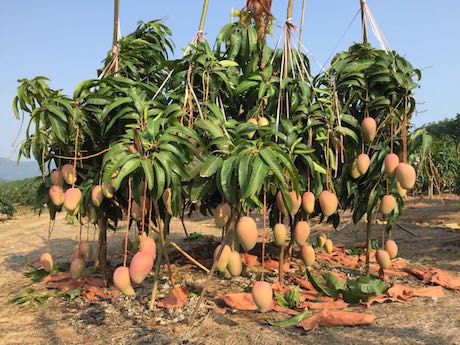 China: "Hainan mango supply is stable"