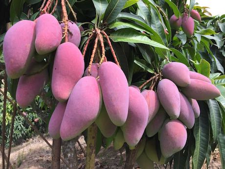 China: "La oferta de mango de Hainan es estable"
