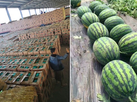 China: "Los precios de la sandía son estables en las zonas de producción"