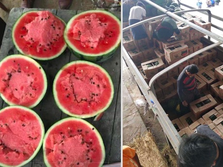 China: "Los precios de la sandía son estables en las zonas de producción"