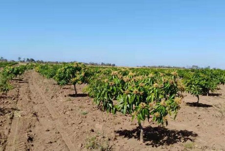 China: "El mango australiano es el más popular en este momento"