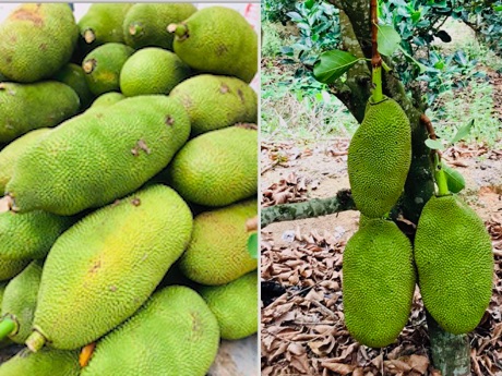 China: Jackfruit als opvolger van doerian