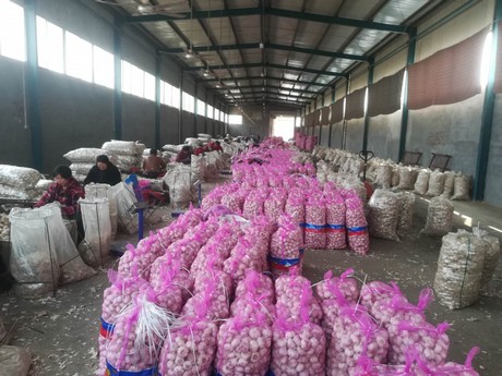 "Exportprijs van Chinese knoflook daalde vorige week"