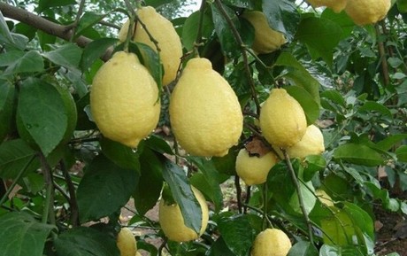 China: "Nuestros limones de Sichuan se envían al mercado europeo"