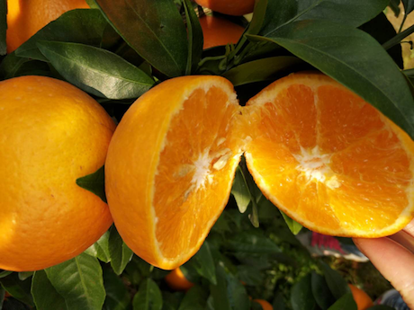 China: "Período clave para las mandarinas Maogu"