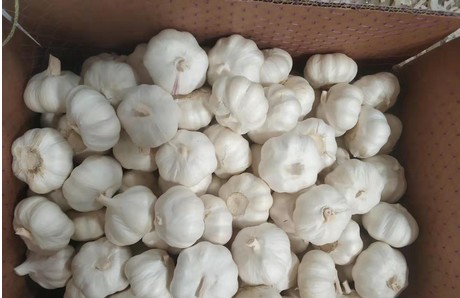 “Chinese knoflook verliest 30% marktaandeel door hoge prijzen”