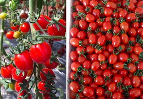 "Chinese surface area devoted to cherry tomato plantation continues to ...