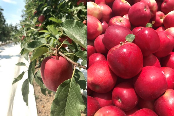 "Quality of New Zealand Breeze apples is better than last year"