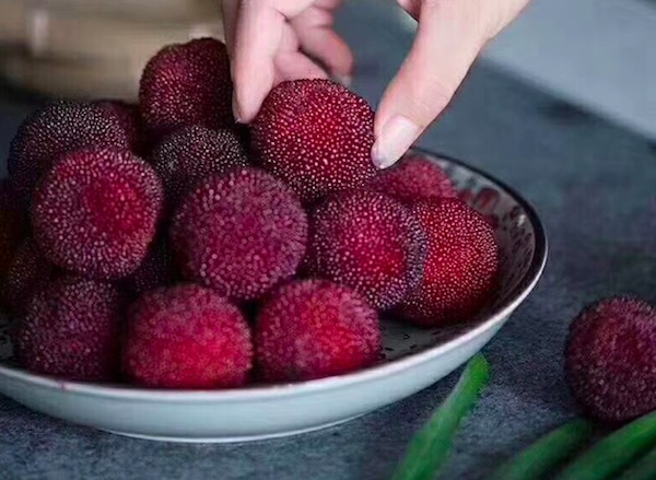 Oogst van Chinese bayberry's uit Xianju is dit jaar licht gedaald