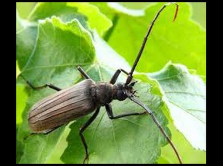 Invasive beetle causes big problems on Hawaii's Big Island