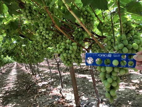 Un importateur de raisins américain se prépare à la plus grande récolte ...