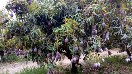 La temporada peruana del mango se ha caracterizado por huelgas, buenos ...