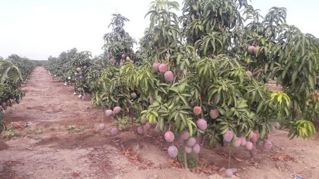Peruvian mango season characterised by strikes, good prices and good ...