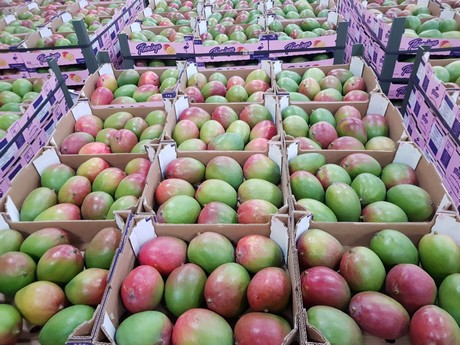 Peruvian mango season characterised by strikes, good prices and good ...