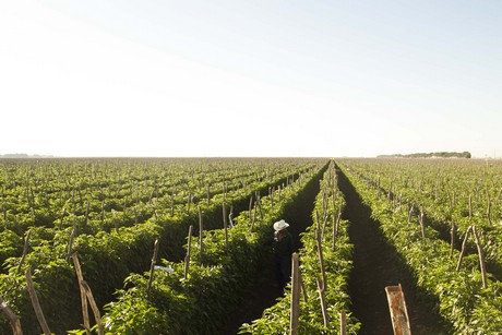 Gran volumen de tomates mexicanos incluso cuando algunas zonas han ...