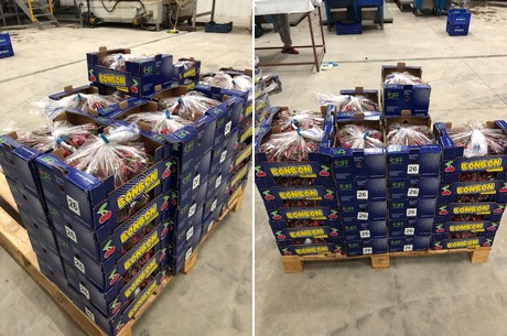 Uitmuntende Turkse kersen dankzij het goede weer