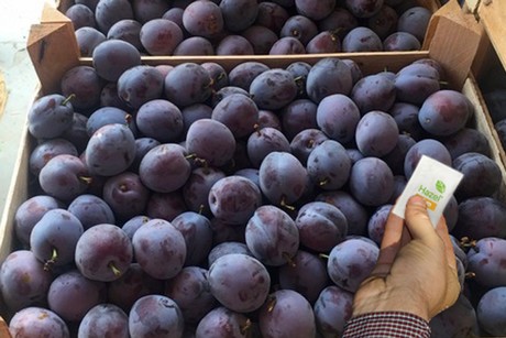 Hazel Technologies announces 40% claim reduction in stone fruit