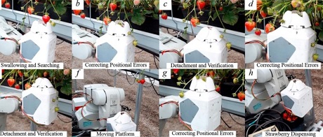 Strawberry Harvesting Equipment
