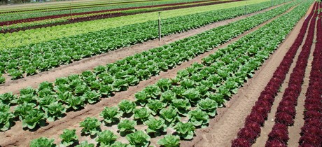 Growing vegetables in Western Australia