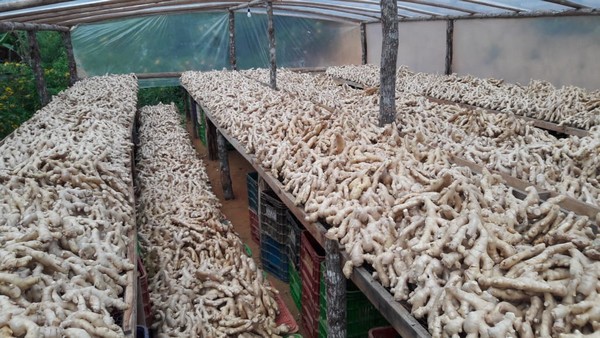 Brazilian ginger grows market share as low-volume Chinese season is ...