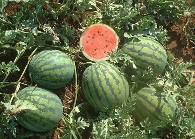 Watermelon crop could be an opportunity in Africa