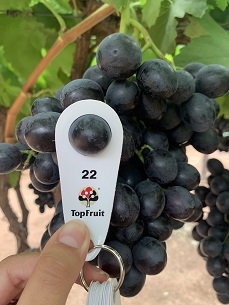 Gran interés en las nuevas variedades ARRA en las últimas jornadas de ...