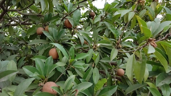 “Chikoo is an ideal fruit for export to European countries”
